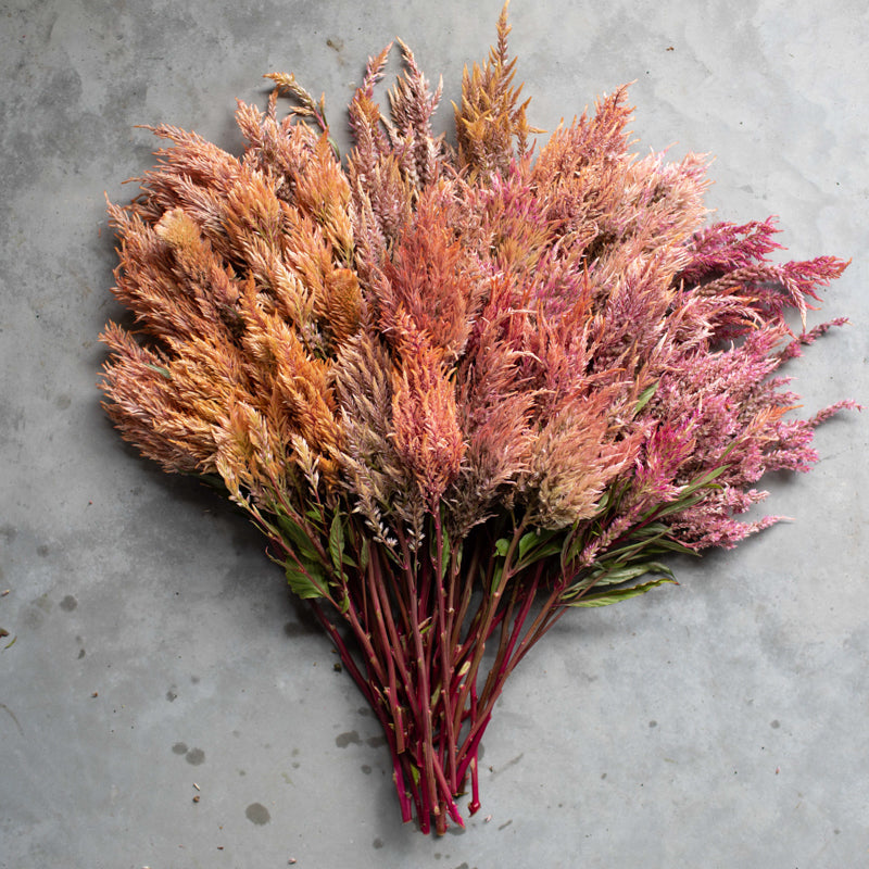 Celosia Rose Gold – Floret Flower Farm