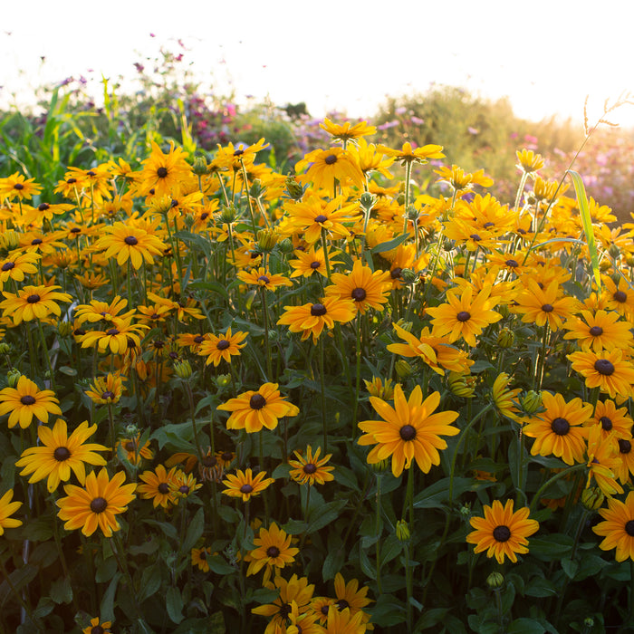 Black Eyed Susan Field