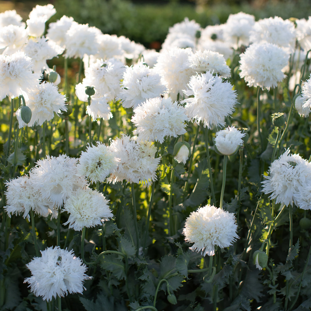 White Poppies
