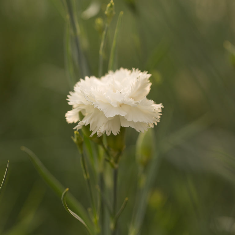 White Carnation Flower