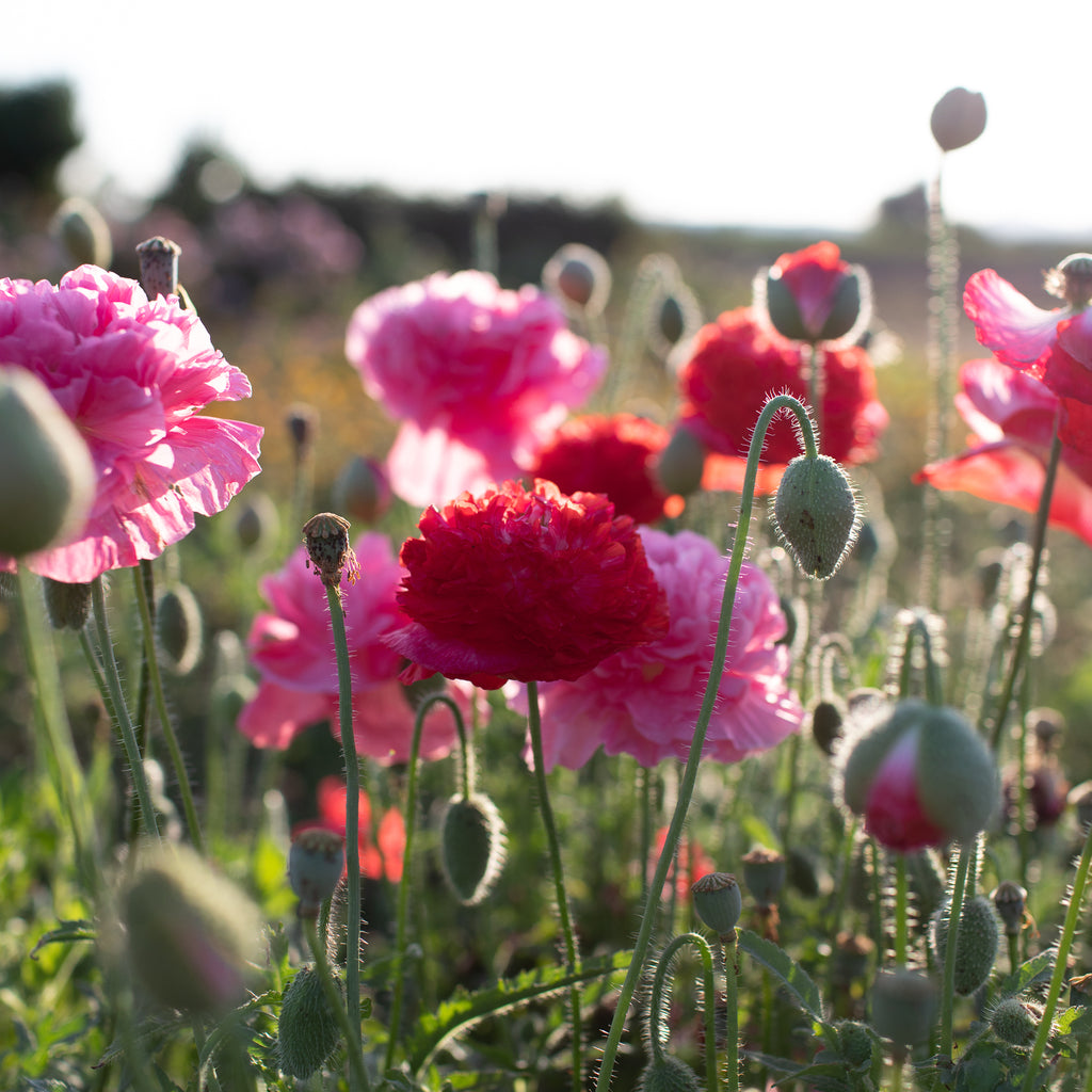 Pink Poppy Flower Field