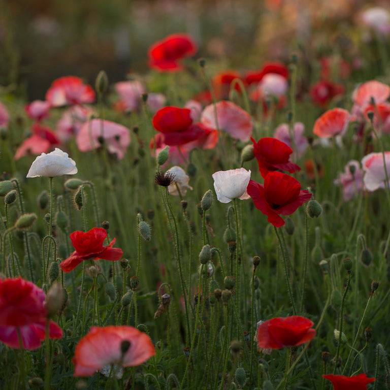 Red Poppy