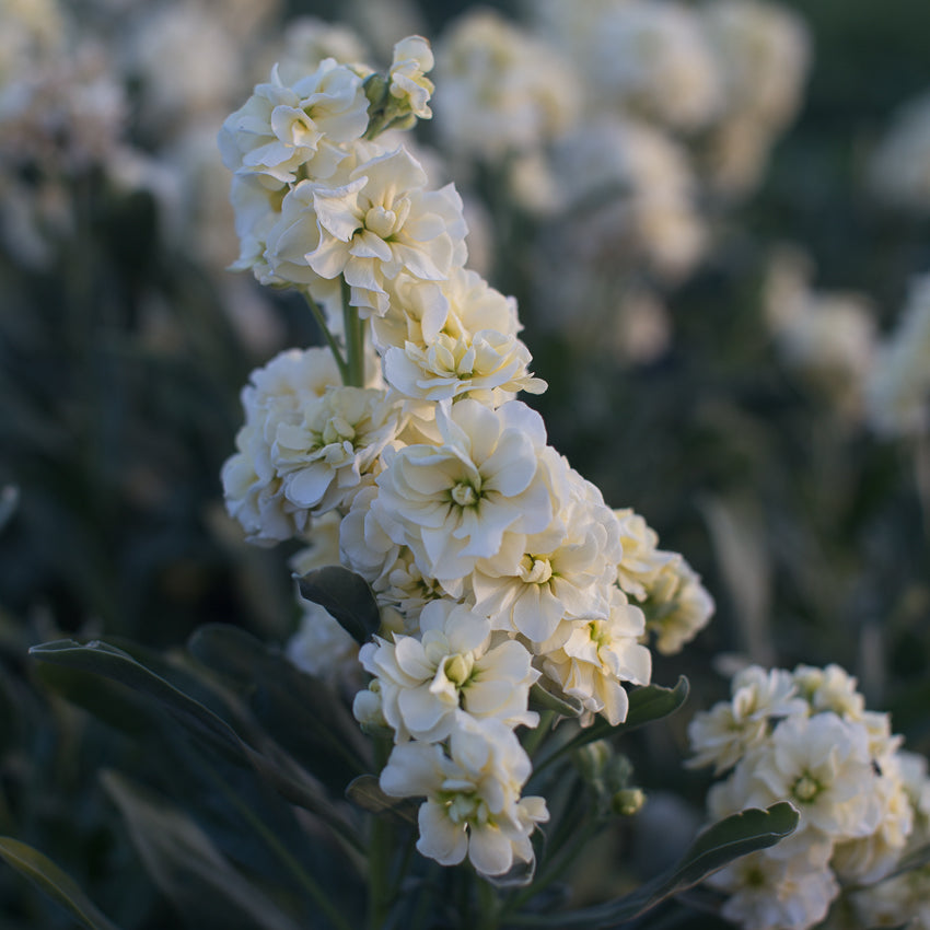 Cream Stock Flower