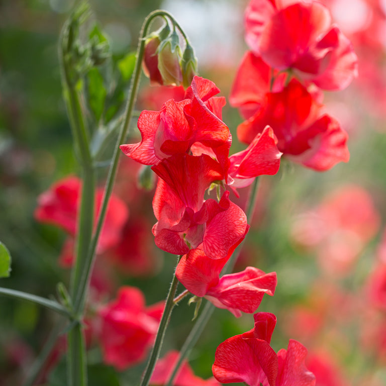Red Flower Sweet Pea